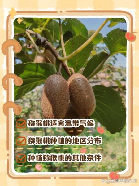猕猴桃什么时候种_猕猴桃种植最佳月份-第3张图片-山城妙识 猕猴桃什么时候种_猕猴桃种植最佳月份-第3张图片-山城妙识