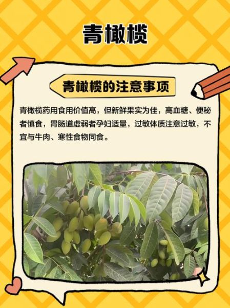 青橄榄的禁忌人群_青橄榄吃多了有什么副作用-第3张图片-山城妙识 青橄榄的禁忌人群_青橄榄吃多了有什么副作用-第3张图片-山城妙识