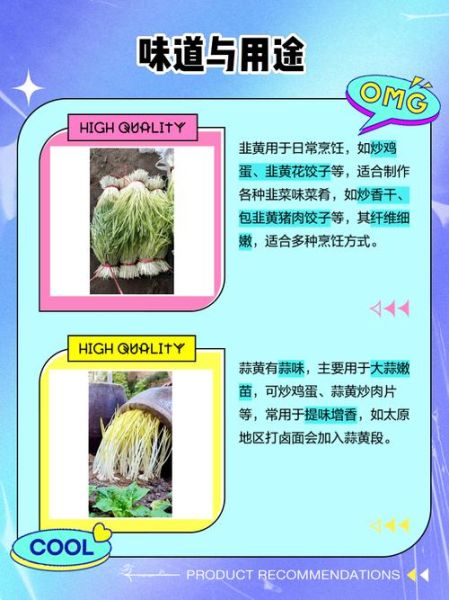 韭黄和蒜黄的区别图_哪个更有营养-第1张图片-山城妙识 韭黄和蒜黄的区别图_哪个更有营养-第1张图片-山城妙识