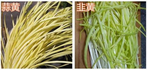 韭黄和蒜黄的区别图_哪个更有营养-第3张图片-山城妙识 韭黄和蒜黄的区别图_哪个更有营养-第3张图片-山城妙识
