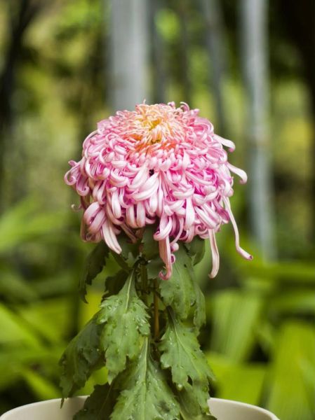 菊花图片大全高清图片_如何拍摄高清菊花特写-第2张图片-山城妙识 菊花图片大全高清图片_如何拍摄高清菊花特写-第2张图片-山城妙识