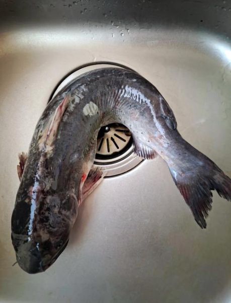 鮰鱼好吃吗_鮰鱼口感怎么样-第1张图片-山城妙识 鮰鱼好吃吗_鮰鱼口感怎么样-第1张图片-山城妙识