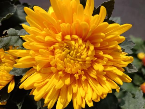 菊花图片大全高清图片_如何拍摄高清菊花特写-第3张图片-山城妙识 菊花图片大全高清图片_如何拍摄高清菊花特写-第3张图片-山城妙识