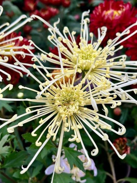 菊花图片大全高清图片_如何拍摄高清菊花特写-第1张图片-山城妙识 菊花图片大全高清图片_如何拍摄高清菊花特写-第1张图片-山城妙识