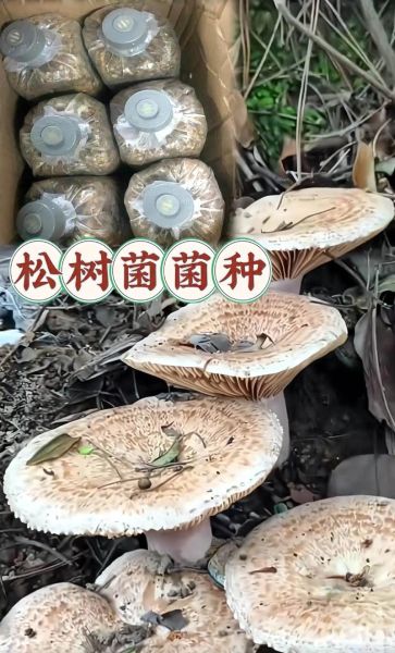 松树菌怎么判断有毒_松树菌中毒症状-第3张图片-山城妙识