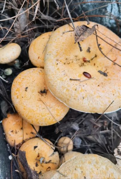 松树菌怎么判断有毒_松树菌中毒症状-第2张图片-山城妙识