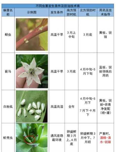 花菜病害图谱大全_花菜病害怎么防治-第3张图片-山城妙识 花菜病害图谱大全_花菜病害怎么防治-第3张图片-山城妙识