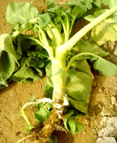 花菜病害图谱大全_花菜病害怎么防治-第1张图片-山城妙识 花菜病害图谱大全_花菜病害怎么防治-第1张图片-山城妙识