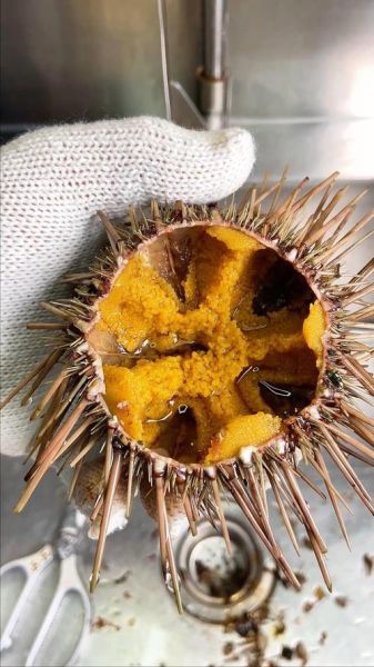 新鲜海胆怎么吃_海胆刺身做法-第3张图片-山城妙识 新鲜海胆怎么吃_海胆刺身做法-第3张图片-山城妙识