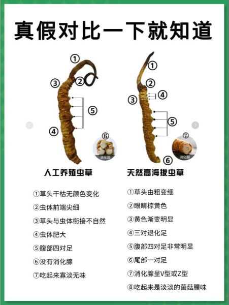 冬虫夏草长什么样子_如何辨别真假-第1张图片-山城妙识 冬虫夏草长什么样子_如何辨别真假-第1张图片-山城妙识