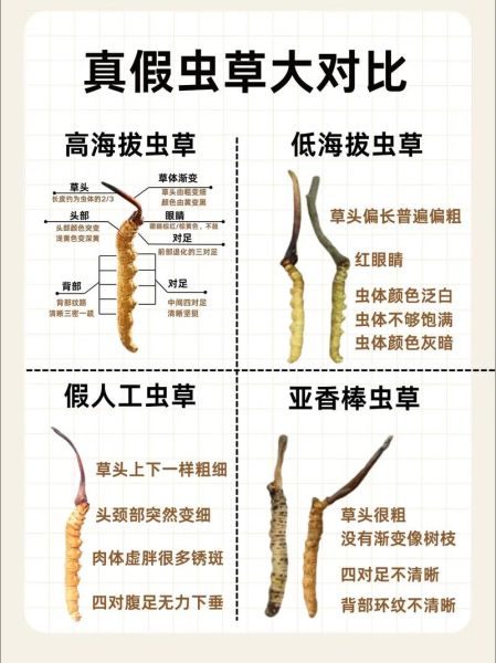 冬虫夏草长什么样子_如何辨别真假-第3张图片-山城妙识 冬虫夏草长什么样子_如何辨别真假-第3张图片-山城妙识