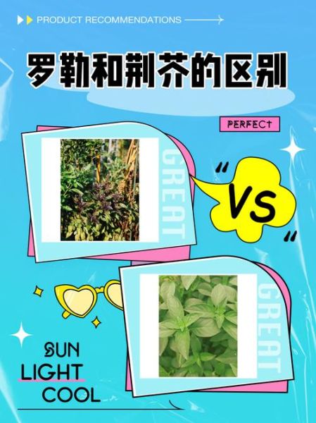 罗勒和荆芥的区别_罗勒与荆芥怎么区分-第1张图片-山城妙识 罗勒和荆芥的区别_罗勒与荆芥怎么区分-第1张图片-山城妙识
