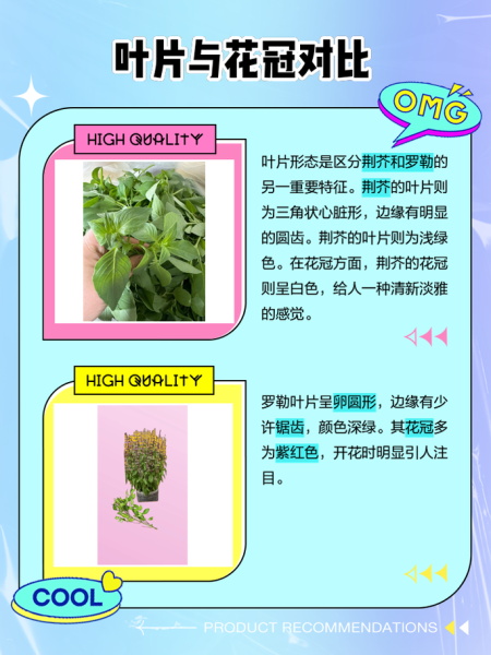 罗勒和荆芥的区别_罗勒与荆芥怎么区分-第2张图片-山城妙识 罗勒和荆芥的区别_罗勒与荆芥怎么区分-第2张图片-山城妙识