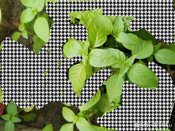 罗勒和荆芥的区别_罗勒与荆芥怎么区分-第3张图片-山城妙识 罗勒和荆芥的区别_罗勒与荆芥怎么区分-第3张图片-山城妙识