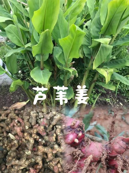 高良姜和生姜的区别_哪个更适合日常烹饪-第3张图片-山城妙识 高良姜和生姜的区别_哪个更适合日常烹饪-第3张图片-山城妙识