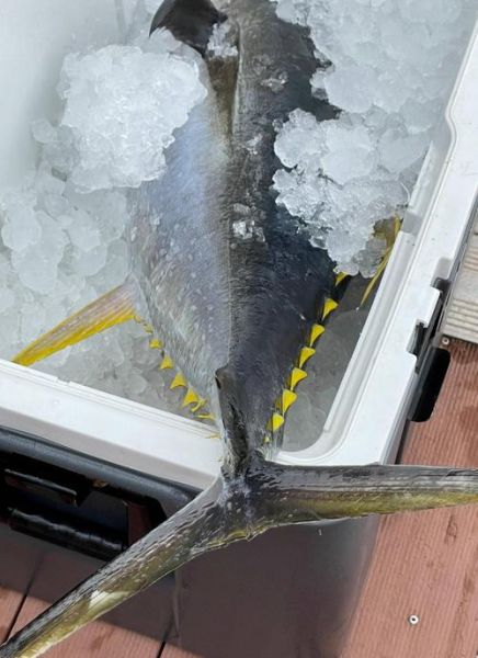 最便宜的金枪鱼是哪种_超市冷冻黄鳍还是罐装鲣鱼-第3张图片-山城妙识 最便宜的金枪鱼是哪种_超市冷冻黄鳍还是罐装鲣鱼-第3张图片-山城妙识