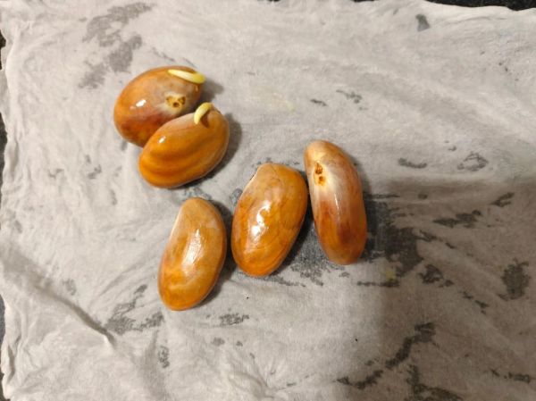 菠萝蜜核怎么种_菠萝蜜核能种出树苗吗-第2张图片-山城妙识 菠萝蜜核怎么种_菠萝蜜核能种出树苗吗-第2张图片-山城妙识