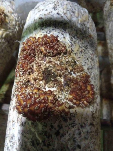 滑子菇中毒症状_滑子菇中毒怎么办-第2张图片-山城妙识 滑子菇中毒症状_滑子菇中毒怎么办-第2张图片-山城妙识