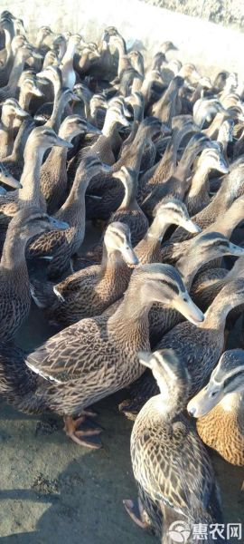 鸭肉价格今日价_鸭肉多少钱一斤-第3张图片-山城妙识