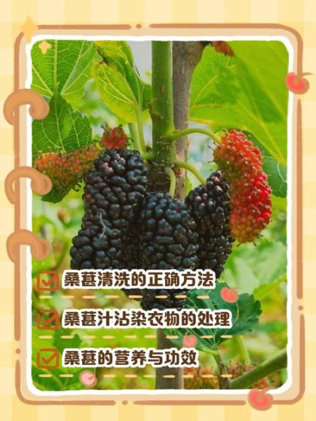 桑葚怎么洗干净_桑葚洗了手发黑怎么办-第3张图片-山城妙识 桑葚怎么洗干净_桑葚洗了手发黑怎么办-第3张图片-山城妙识