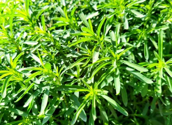 扫帚菜怎么做好吃_扫帚菜的家常做法-第3张图片-山城妙识 扫帚菜怎么做好吃_扫帚菜的家常做法-第3张图片-山城妙识