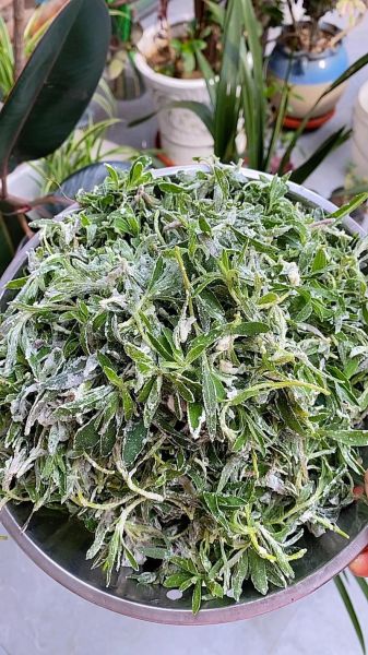 扫帚菜怎么做好吃_扫帚菜的家常做法-第1张图片-山城妙识 扫帚菜怎么做好吃_扫帚菜的家常做法-第1张图片-山城妙识