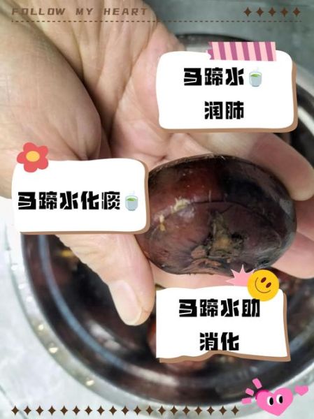 荸荠煮多久才熟_荸荠煮多久能去寄生虫-第1张图片-山城妙识 荸荠煮多久才熟_荸荠煮多久能去寄生虫-第1张图片-山城妙识