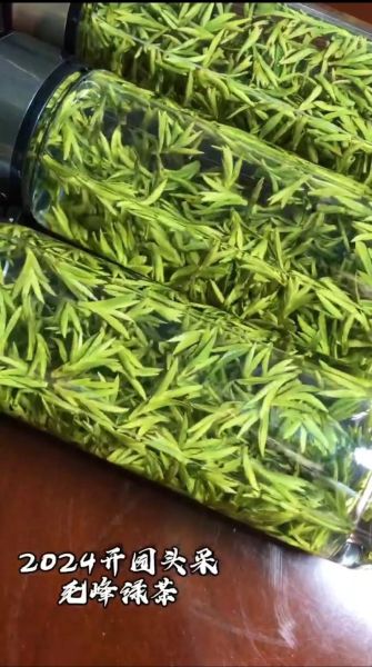 峨眉毛峰属于什么茶_峨眉毛峰怎么泡才香-第3张图片-山城妙识