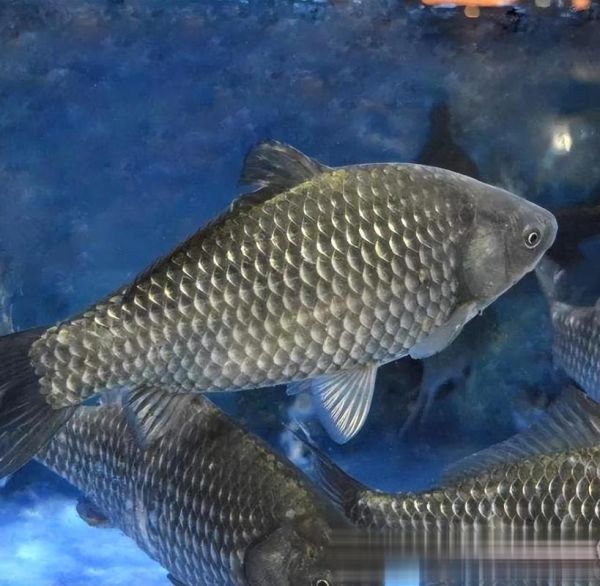 鱼塘养殖什么鱼最赚钱_新手适合养什么高收益鱼种-第1张图片-山城妙识 鱼塘养殖什么鱼最赚钱_新手适合养什么高收益鱼种-第1张图片-山城妙识