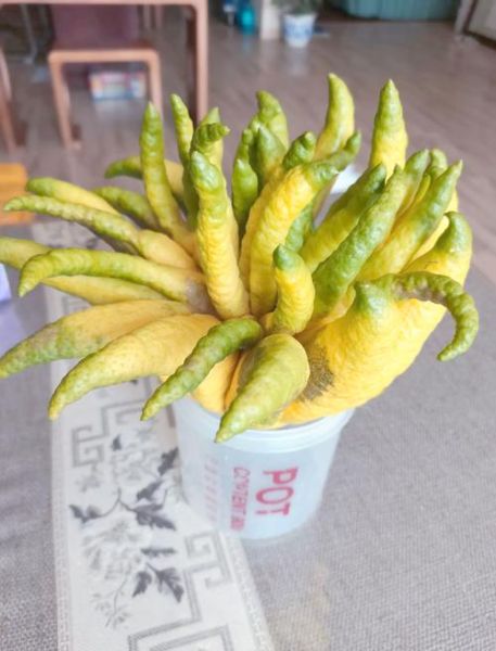 佛手柑图片欣赏_佛手柑高清壁纸哪里找-第2张图片-山城妙识