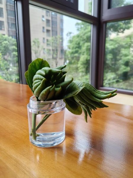 佛手柑图片欣赏_佛手柑高清壁纸哪里找-第1张图片-山城妙识