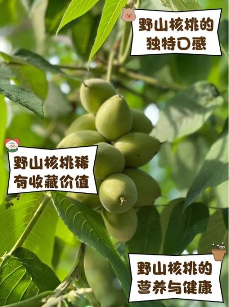 野山核桃的功效与作用_野山核桃怎么吃好-第1张图片-山城妙识