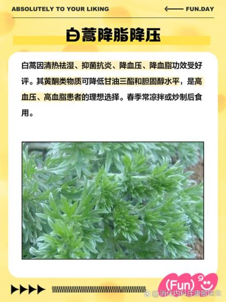 长期喝白蒿水有副作用吗_白蒿水副作用有哪些-第3张图片-山城妙识 长期喝白蒿水有副作用吗_白蒿水副作用有哪些-第3张图片-山城妙识