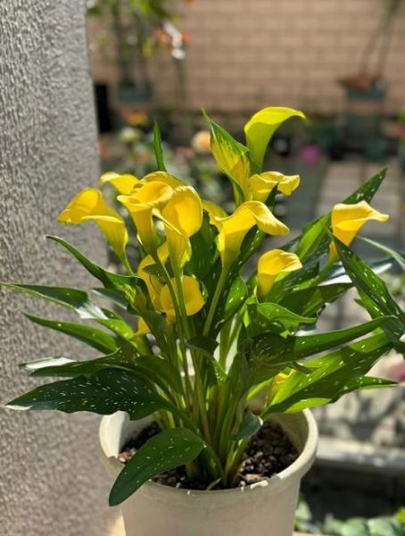 马蹄莲图片高清_马蹄莲有毒吗-第1张图片-山城妙识