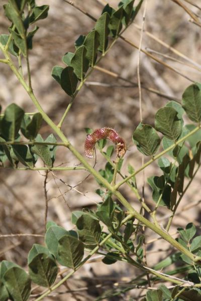 甘草图片高清图片_甘草长什么样-第1张图片-山城妙识