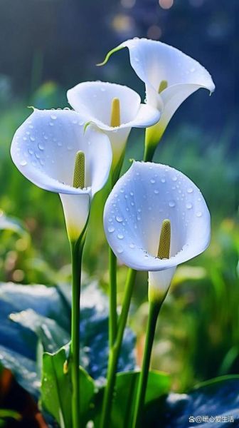 马蹄莲图片高清_马蹄莲有毒吗-第3张图片-山城妙识