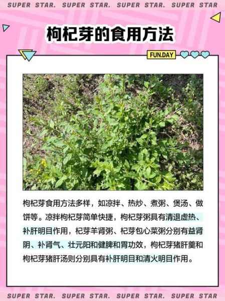 枸杞芽茶副作用有哪些_枸杞芽茶什么人不能喝-第3张图片-山城妙识