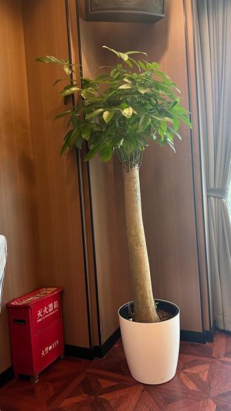 鲍鱼汁捞饭家常做法_鲍鱼汁怎么调最鲜-第3张图片-山城妙识 鲍鱼汁捞饭家常做法_鲍鱼汁怎么调最鲜-第3张图片-山城妙识