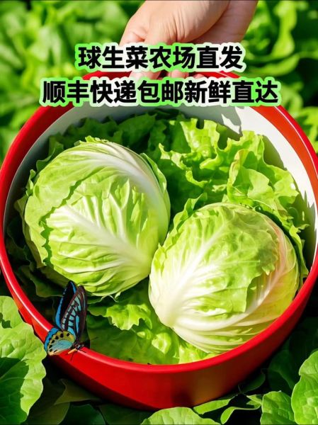 球生菜可以生吃吗_生吃球生菜安全吗-第1张图片-山城妙识 球生菜可以生吃吗_生吃球生菜安全吗-第1张图片-山城妙识