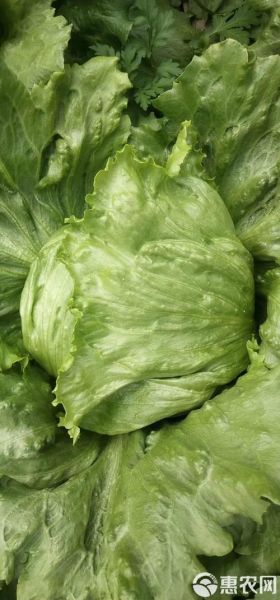 球生菜可以生吃吗_生吃球生菜安全吗-第3张图片-山城妙识 球生菜可以生吃吗_生吃球生菜安全吗-第3张图片-山城妙识