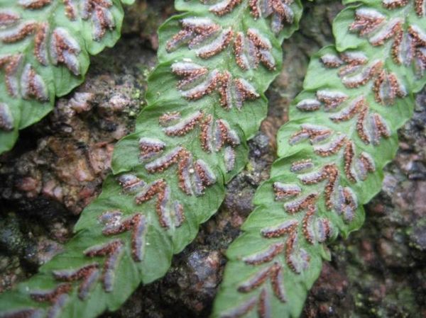 猴腿蹄盖蕨怎么养_猴腿蹄盖蕨能吃吗-第1张图片-山城妙识 猴腿蹄盖蕨怎么养_猴腿蹄盖蕨能吃吗-第1张图片-山城妙识