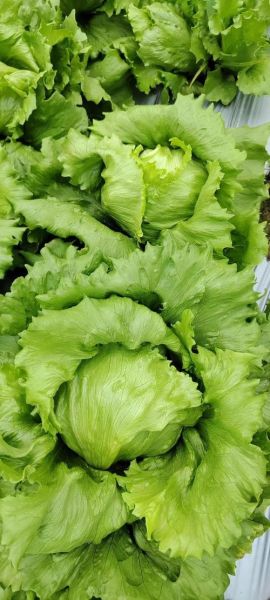 球生菜可以生吃吗_生吃球生菜安全吗-第2张图片-山城妙识 球生菜可以生吃吗_生吃球生菜安全吗-第2张图片-山城妙识