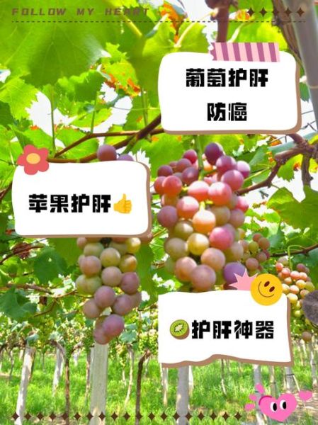 最伤肝的水果有哪些_如何正确吃-第3张图片-山城妙识 最伤肝的水果有哪些_如何正确吃-第3张图片-山城妙识