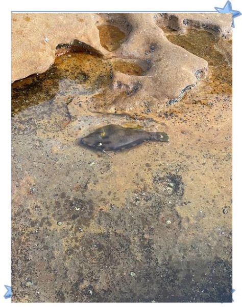 扒皮鱼是海鱼还是淡水_扒皮鱼生长环境揭秘-第3张图片-山城妙识 扒皮鱼是海鱼还是淡水_扒皮鱼生长环境揭秘-第3张图片-山城妙识