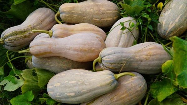 金南瓜的功效与作用_金南瓜的禁忌有哪些-第3张图片-山城妙识 金南瓜的功效与作用_金南瓜的禁忌有哪些-第3张图片-山城妙识