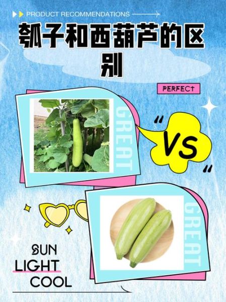 西葫芦和瓠瓜的区别_怎么区分-第1张图片-山城妙识 西葫芦和瓠瓜的区别_怎么区分-第1张图片-山城妙识