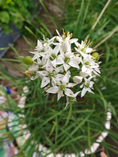 韮菜花怎样腌制不变色_韮菜腌多久不变黄-第1张图片-山城妙识 韮菜花怎样腌制不变色_韮菜腌多久不变黄-第1张图片-山城妙识