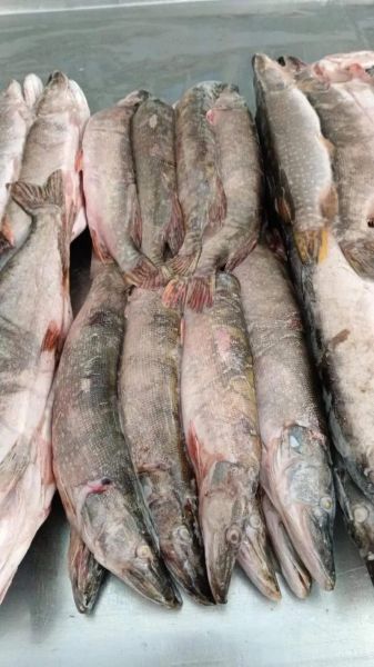 狗鱼怎么钓_狗鱼多少钱一斤-第1张图片-山城妙识 狗鱼怎么钓_狗鱼多少钱一斤-第1张图片-山城妙识