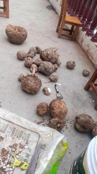 自制魔芋怎么做_家庭版魔芋豆腐详细步骤-第2张图片-山城妙识 自制魔芋怎么做_家庭版魔芋豆腐详细步骤-第2张图片-山城妙识