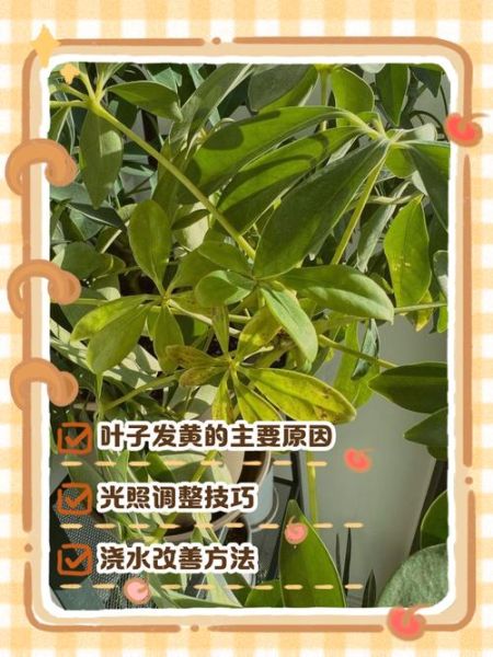 鸭掌木怎么养_鸭掌木叶子发黄怎么办-第1张图片-山城妙识 鸭掌木怎么养_鸭掌木叶子发黄怎么办-第1张图片-山城妙识